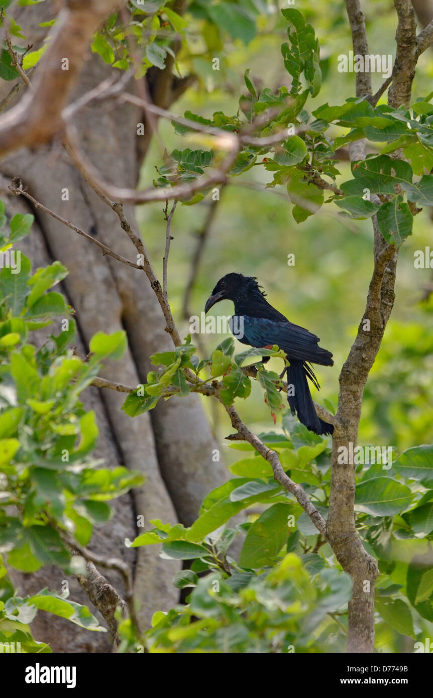 Bracteatus hi-res stock photography and images - Alamy