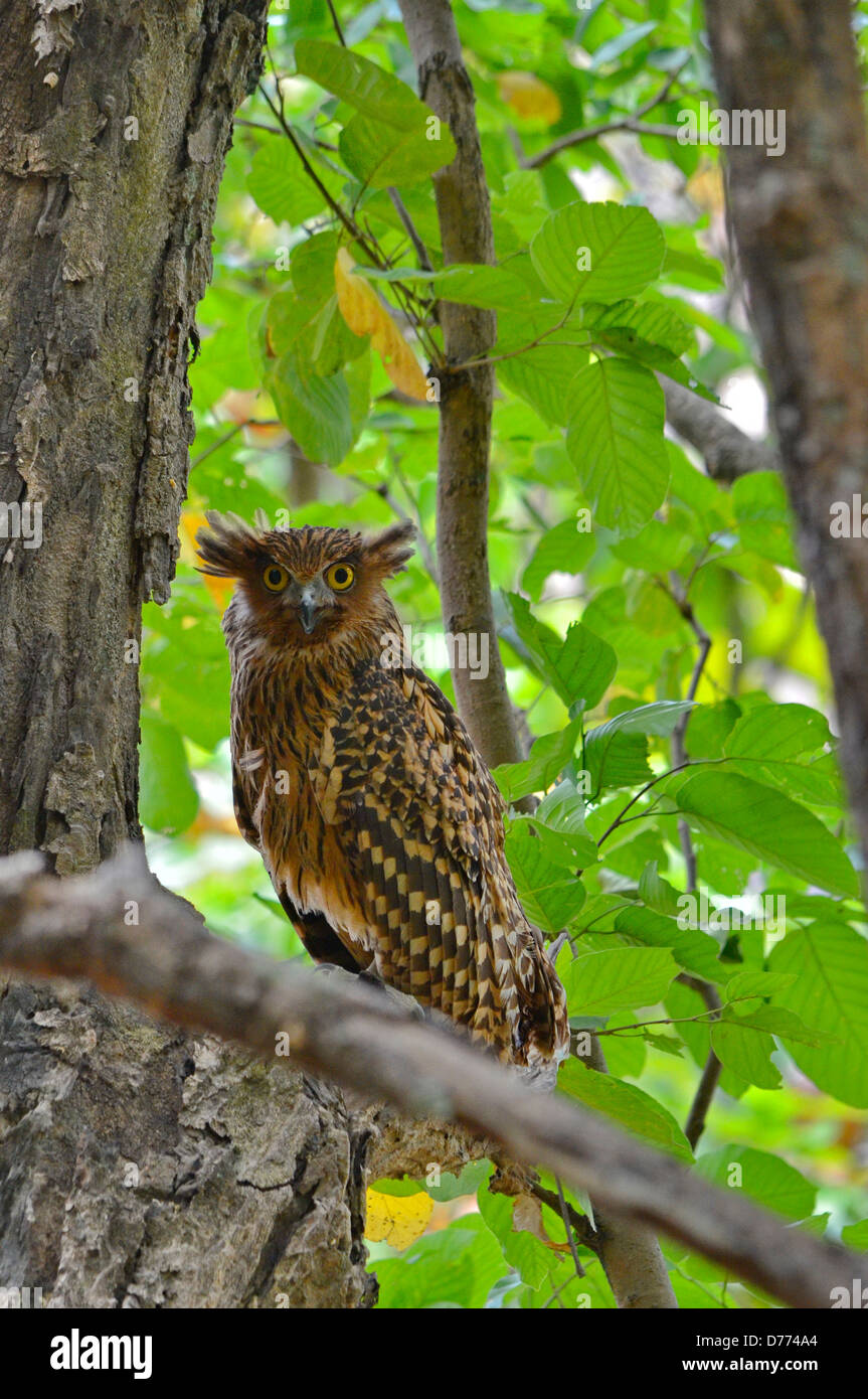 Tawny Fish Owl (Bubo flavipes), endemic to India Stock Photo - Alamy