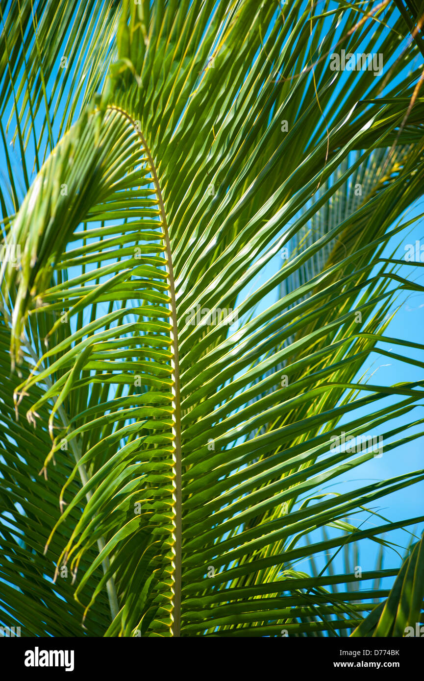 Macro Tropical Scene Stock Photo - Alamy