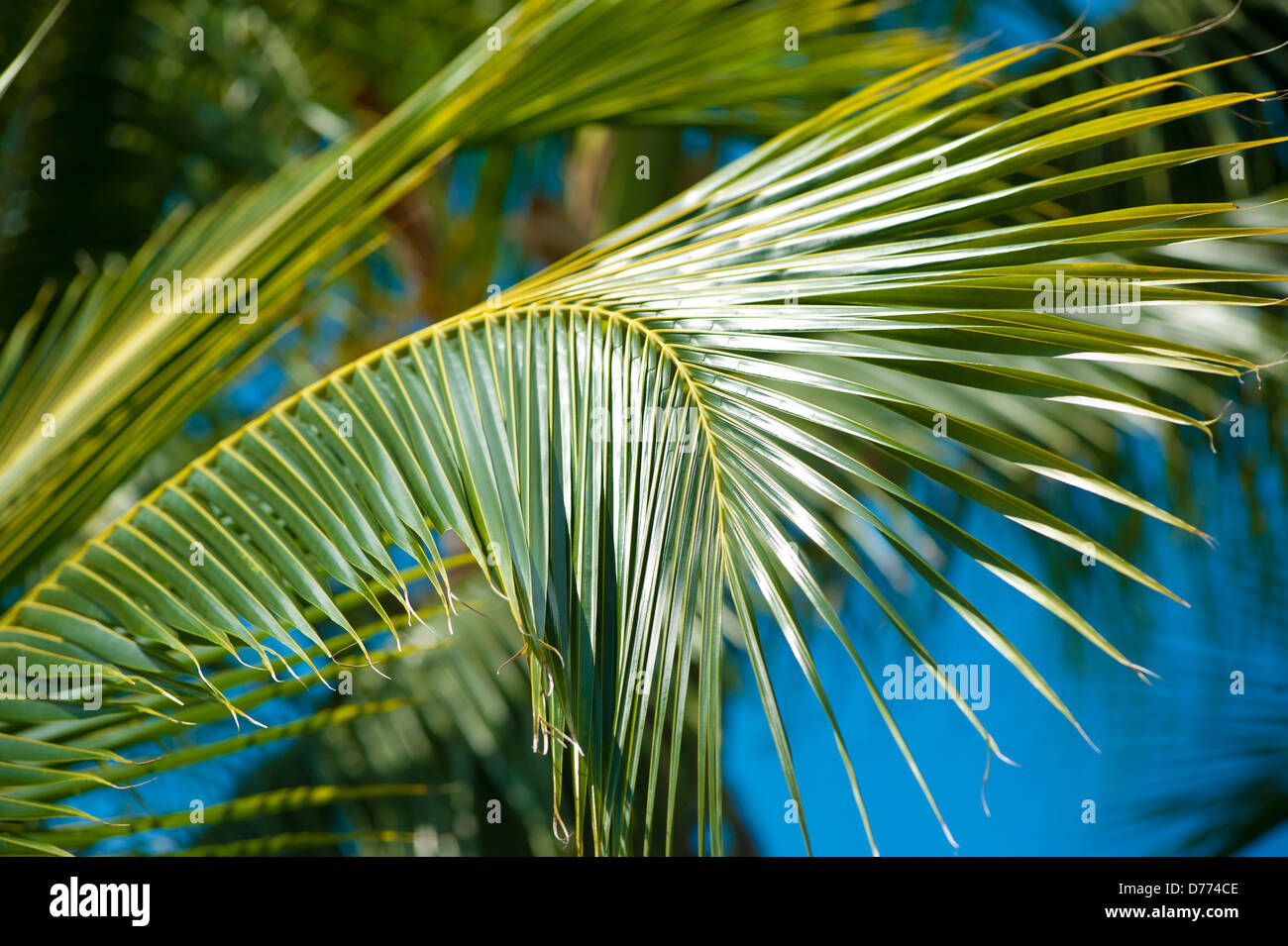 Macro Tropical Scene Stock Photo - Alamy