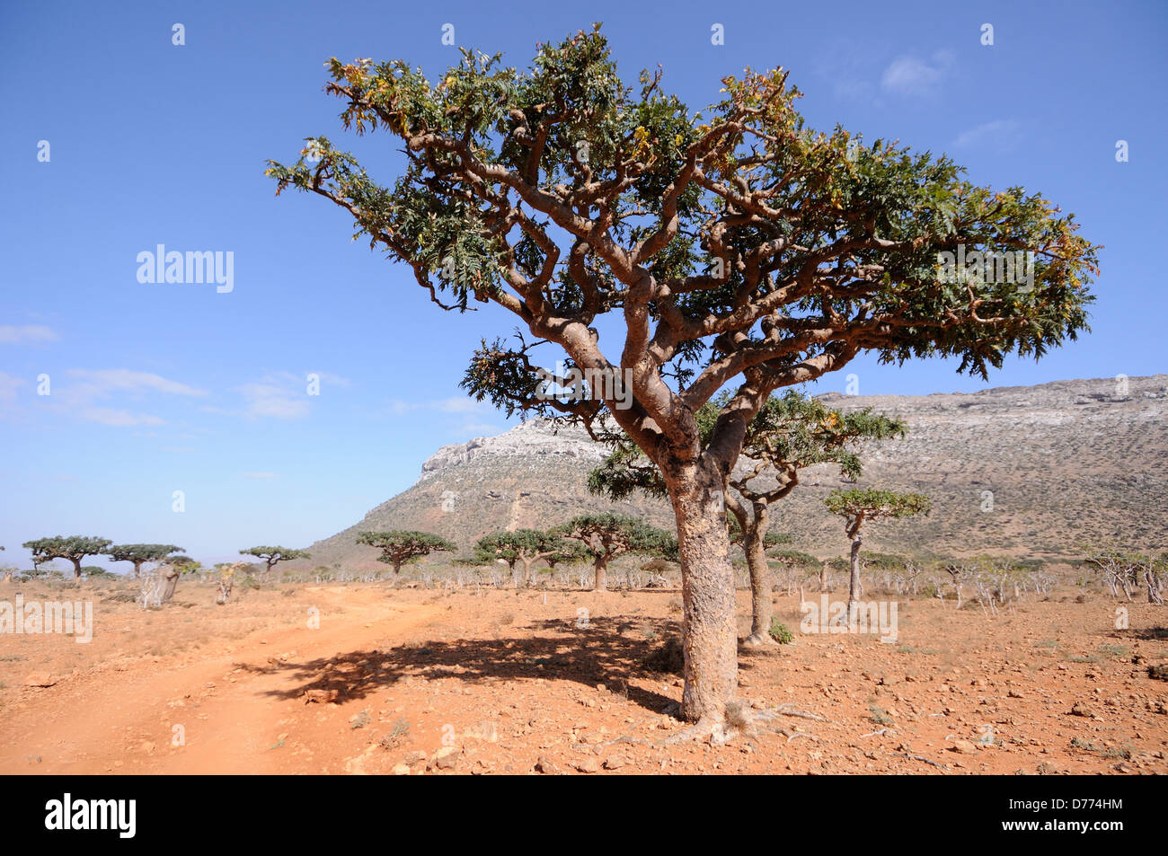 Socotra island plants hi-res stock photography and images - Alamy