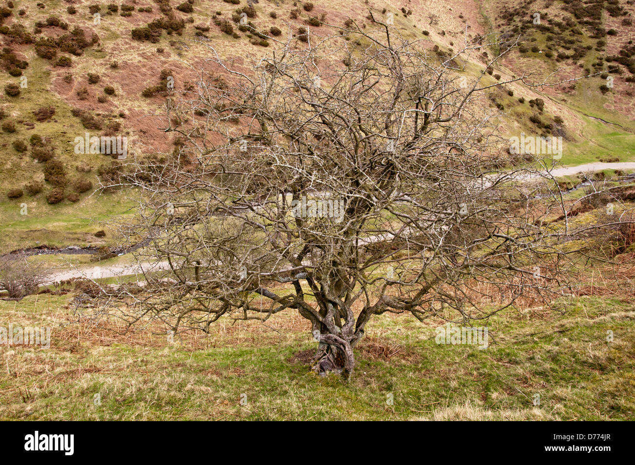 Hawthorn bush hi-res stock photography and images - Alamy