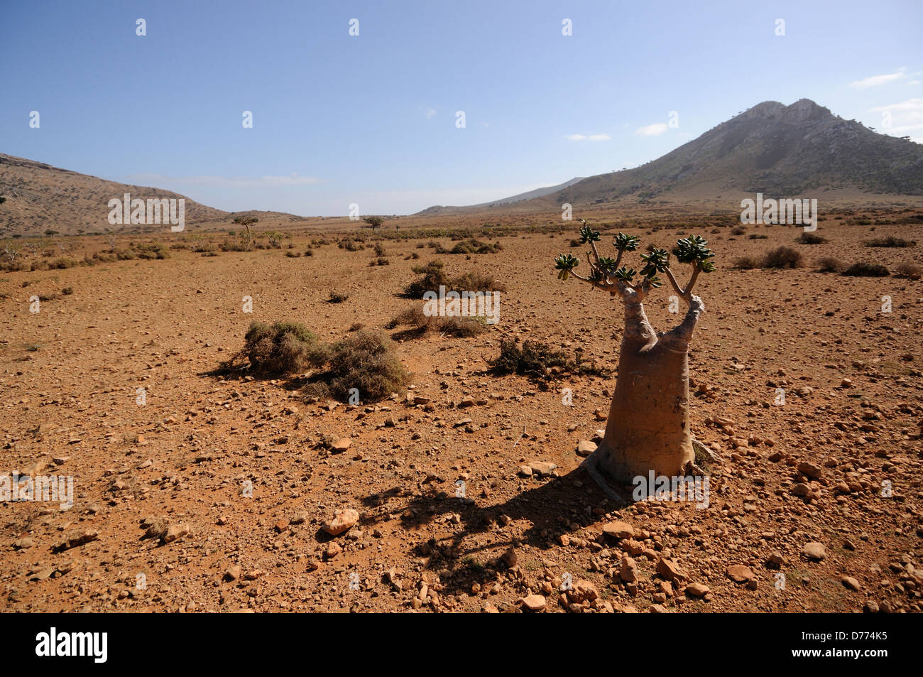 Socotra island plants hi-res stock photography and images - Alamy