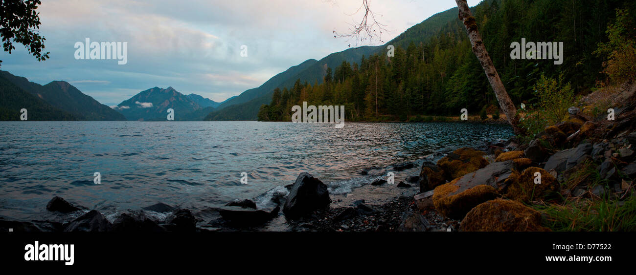 Olympic national timberland hi-res stock photography and images - Alamy