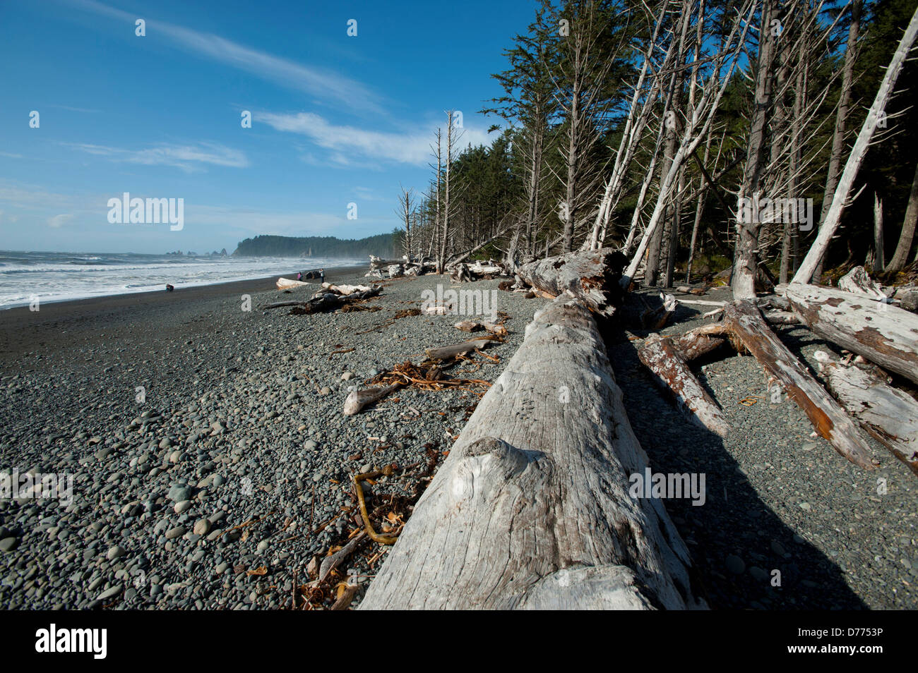 USA Washington Dead spruce trees on Rialto Beach in Olympic National ...
