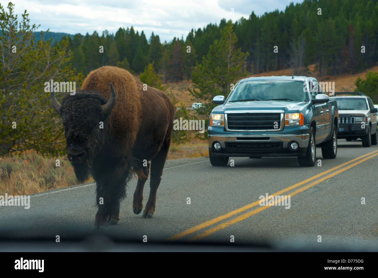 Buffalo Blocking Road High Resolution Stock Photography and Images - Alamy
