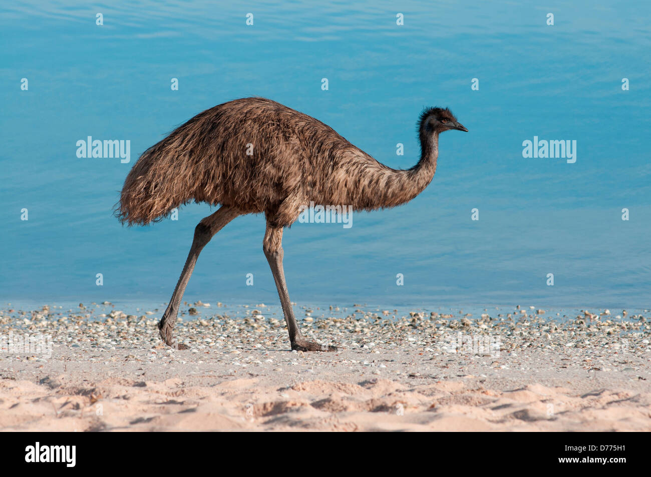 Side view emu in bird hi-res stock photography and images - Alamy