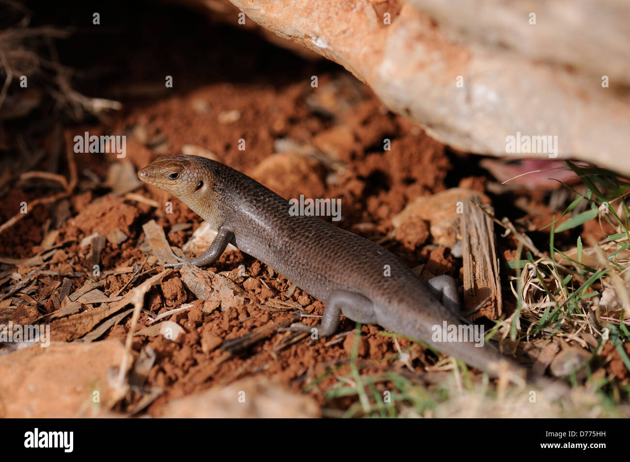Indian endemic skink hi-res stock photography and images - Alamy