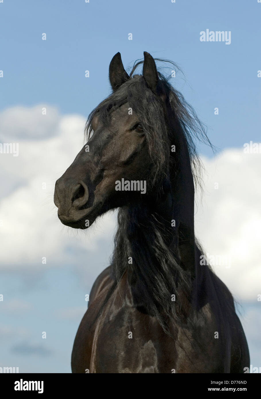 Frisianhorses hi-res stock photography and images - Alamy