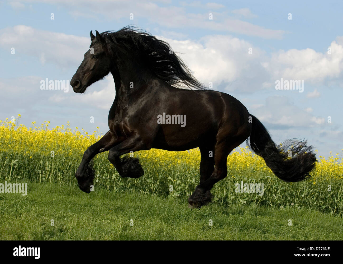 running Frisian Horse Stock Photo - Alamy