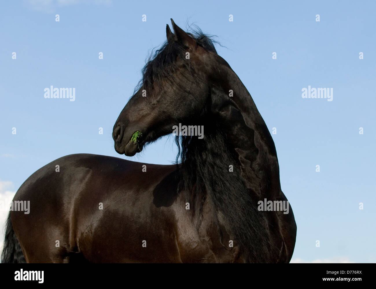 Frisianhorses hi-res stock photography and images - Alamy
