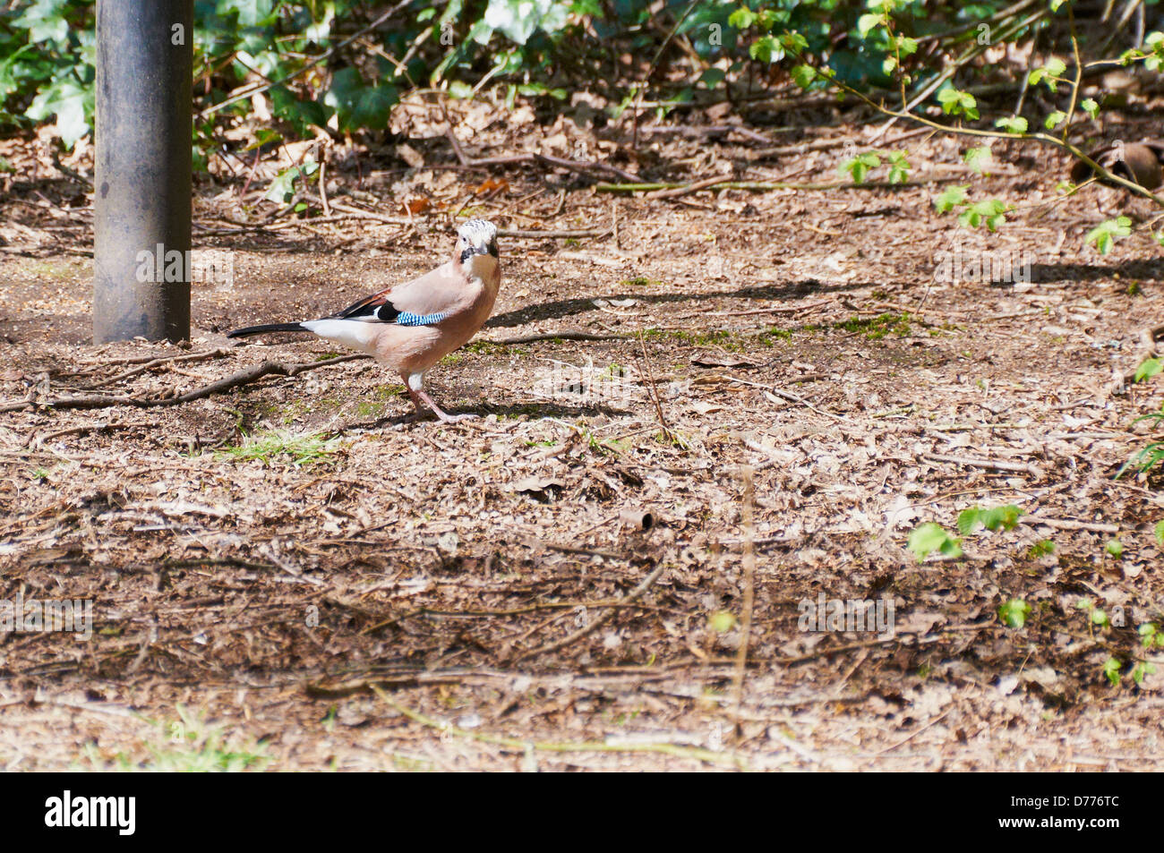 The Jay (Garrulus glandarius) is a colourful crow that is about the ...