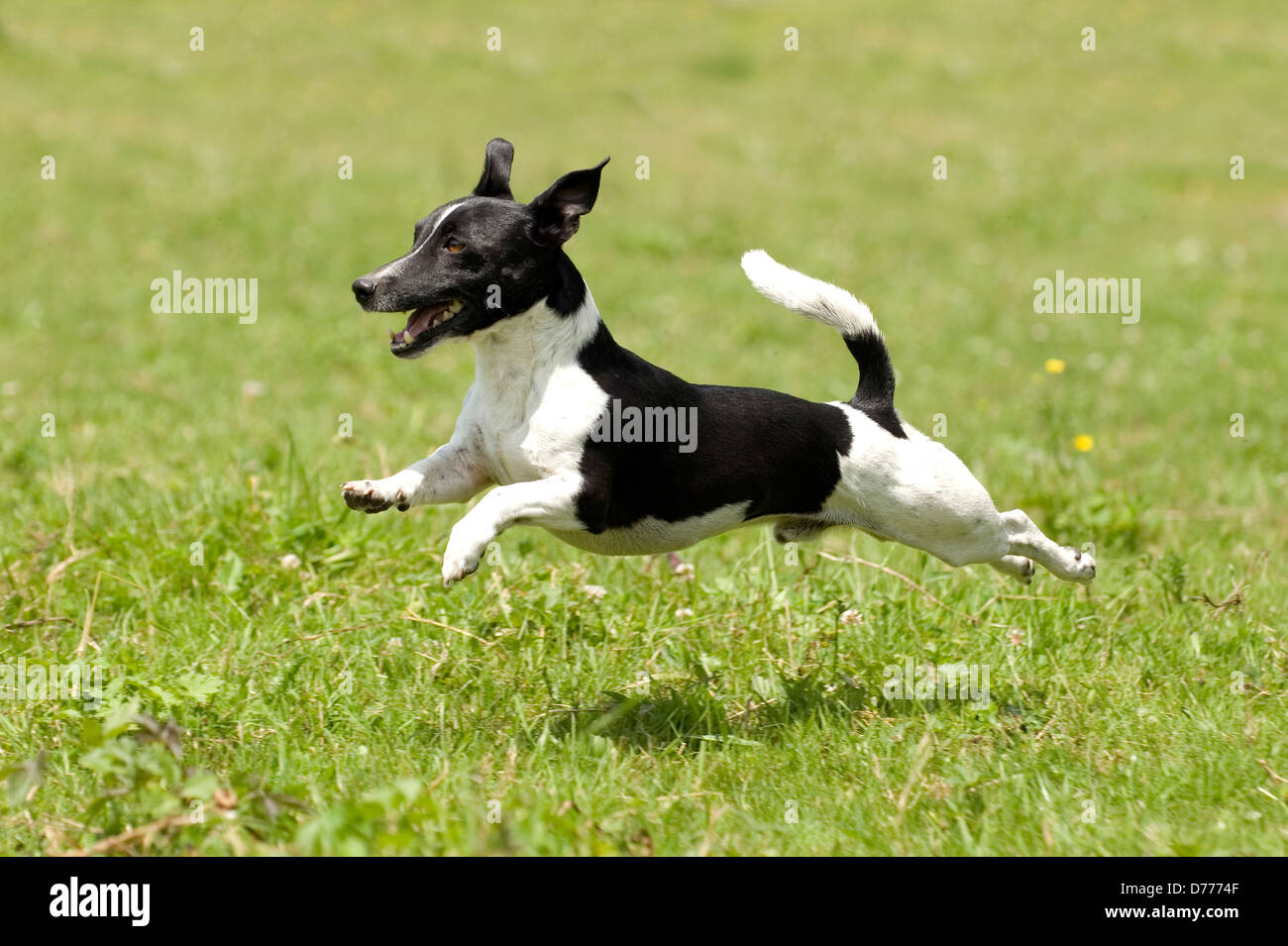 running Jack Russell Terrier Stock Photo - Alamy