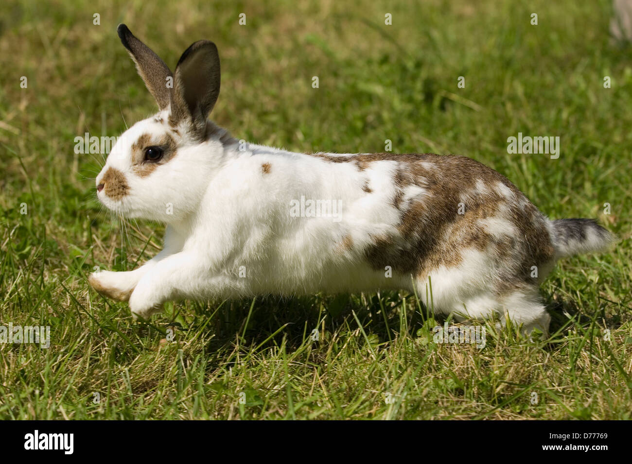 Rabbit moving hi-res stock photography and images - Alamy