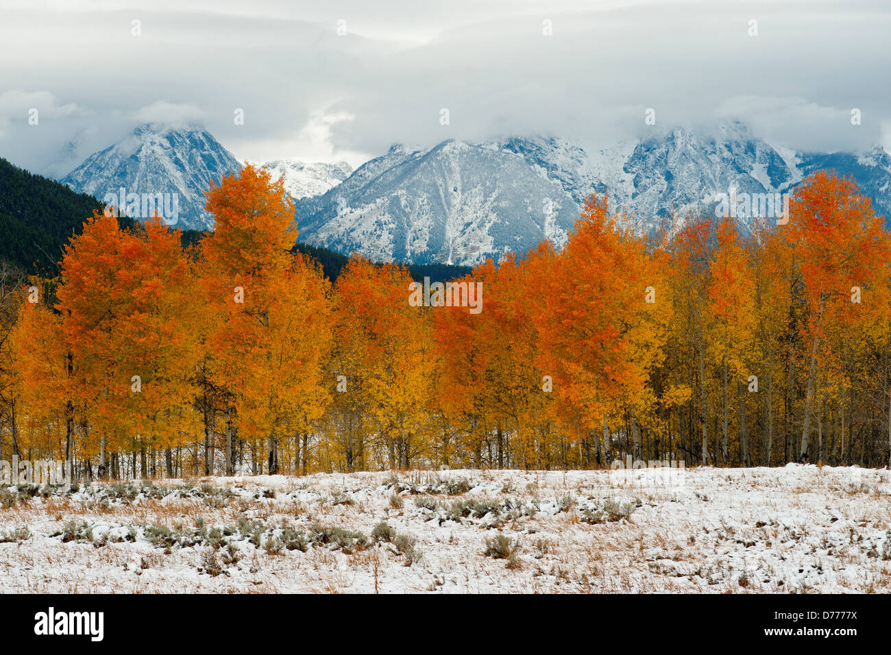 Aspen trees populus tremuloides teton hi-res stock photography and ...