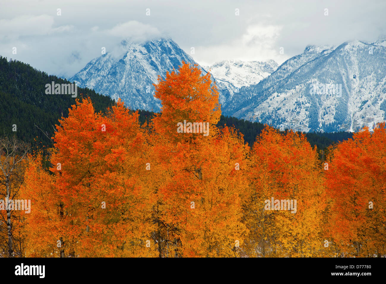 Aspen trees populus tremuloides teton hi-res stock photography and ...