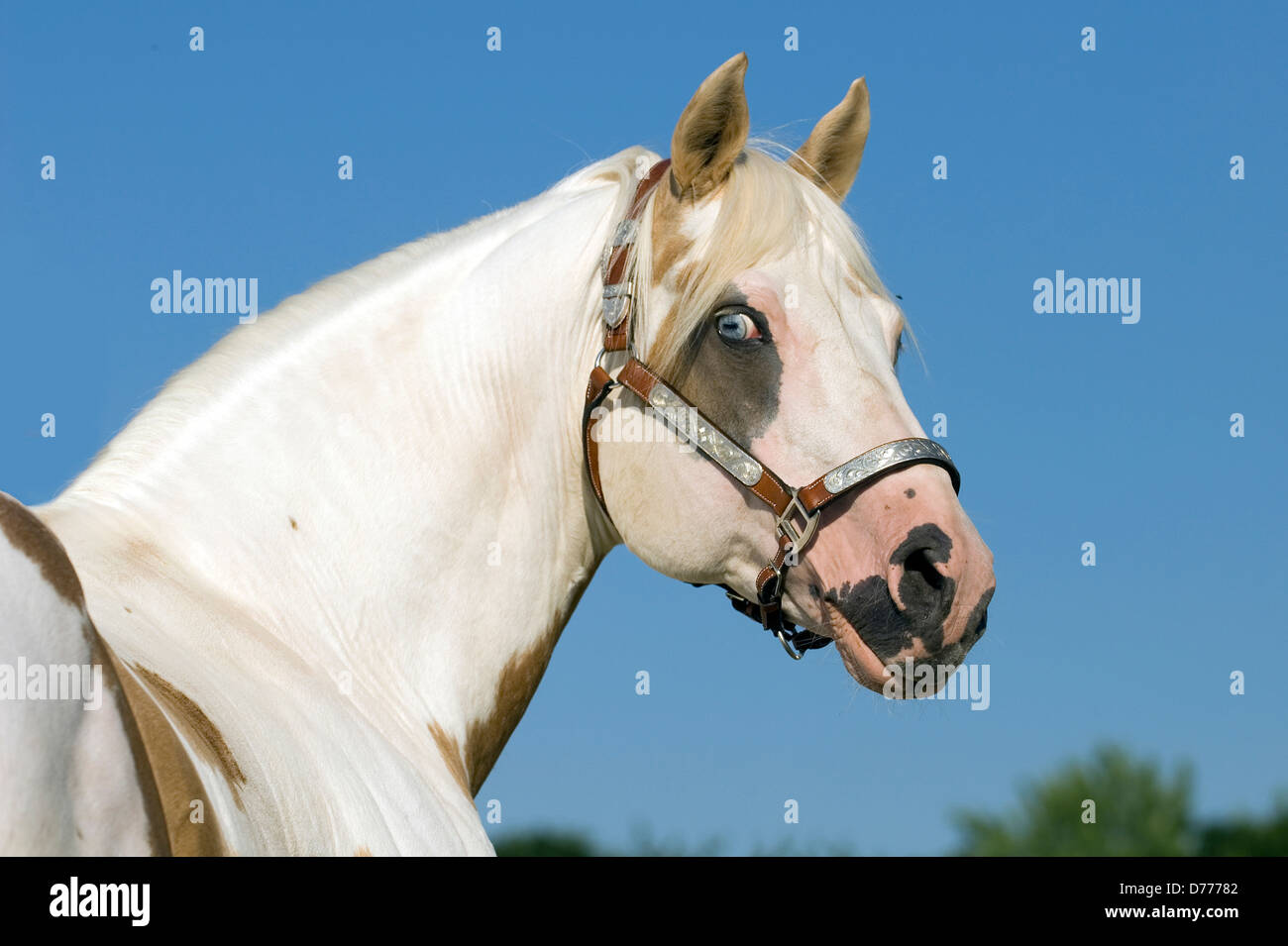 Paint Horse Portrait Stock Photo - Alamy