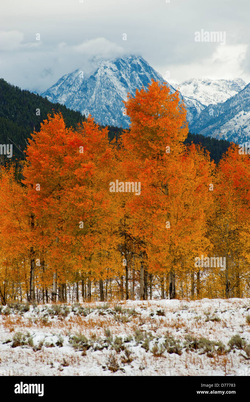 Aspen trees populus tremuloides teton hi-res stock photography and ...