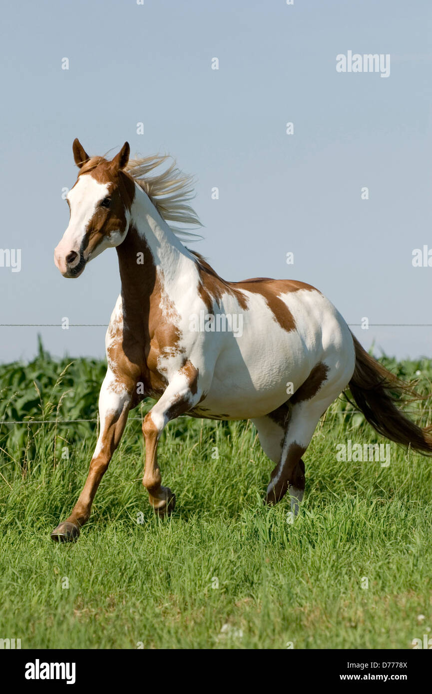 galloping Paint Horse Stock Photo - Alamy
