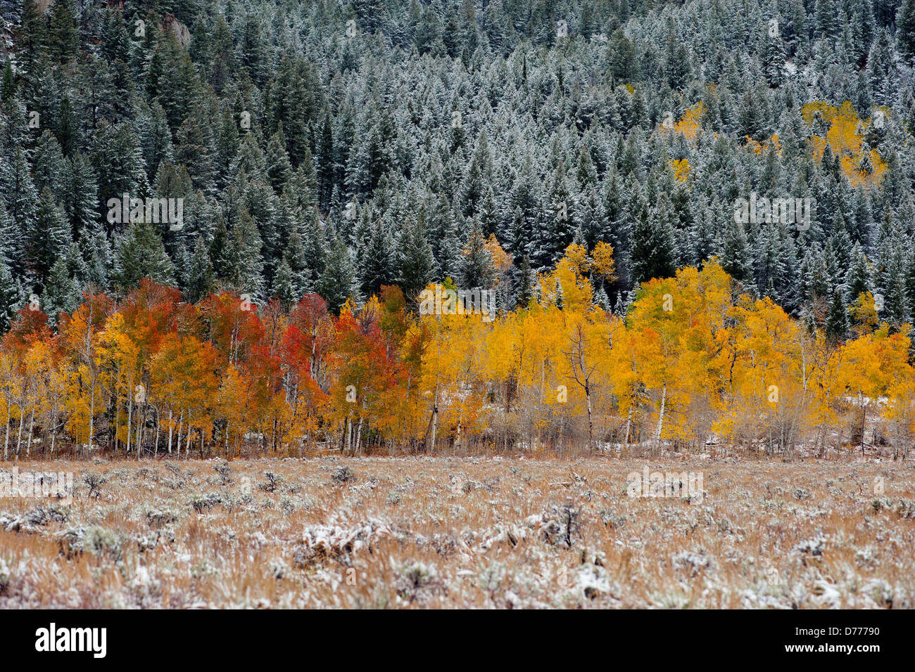 Aspens and golden grass hi-res stock photography and images - Alamy