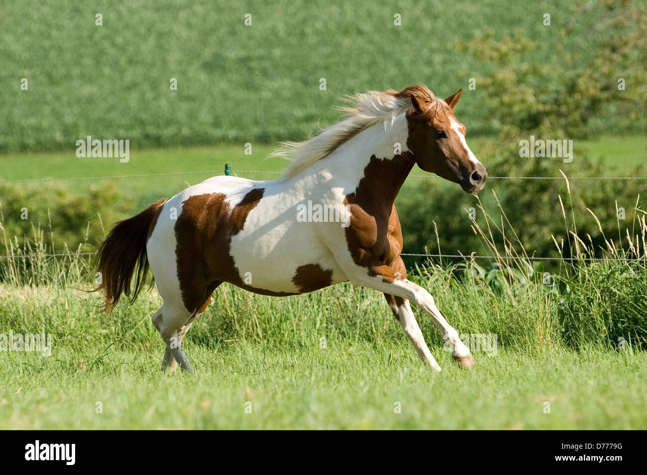 galloping Paint Horse Stock Photo - Alamy