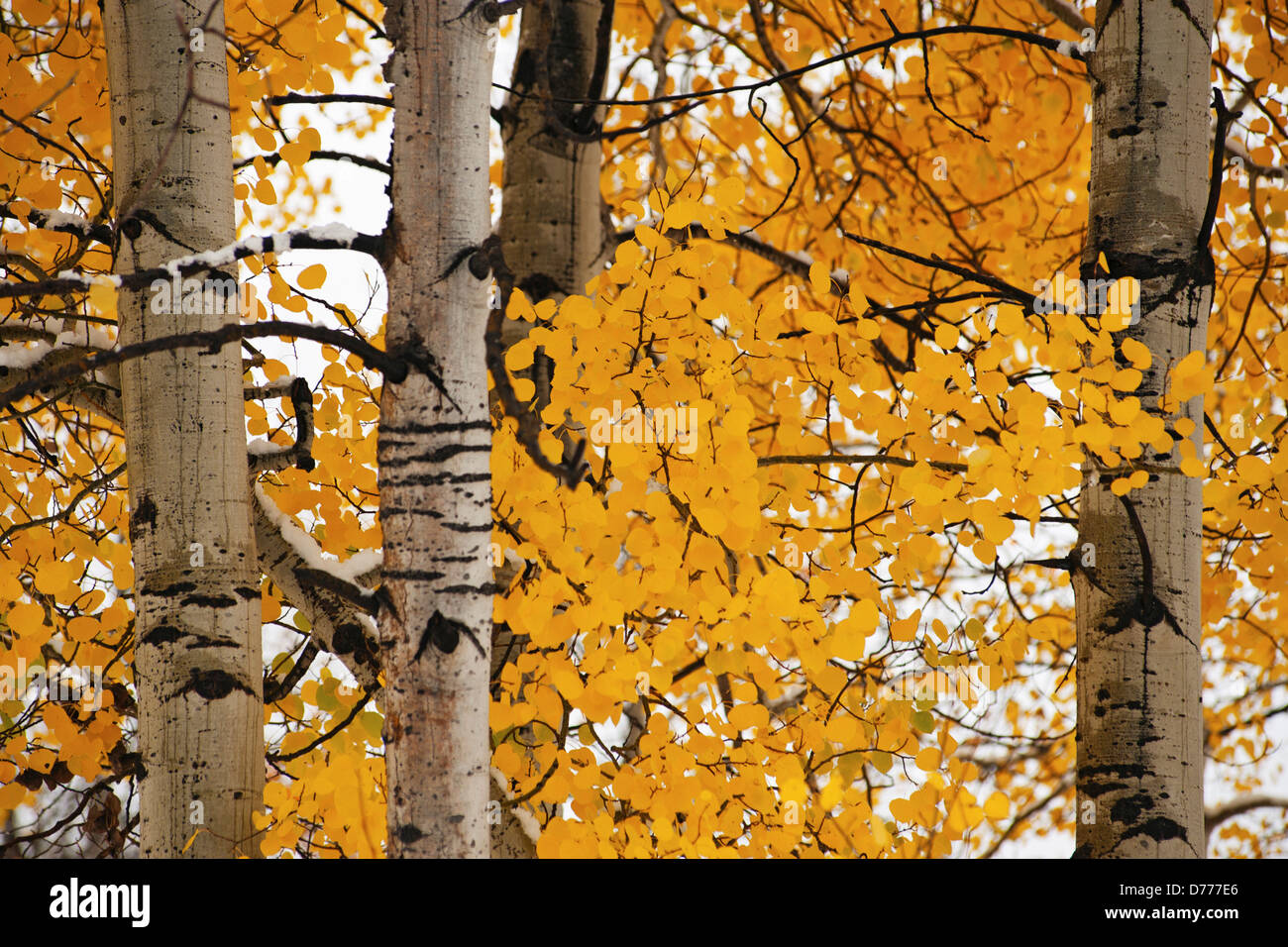 Aspen Trees Populus Tremuloides Teton High Resolution Stock Photography ...