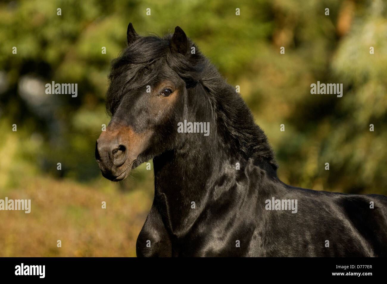 Fell Pony Portrait Stock Photo - Alamy