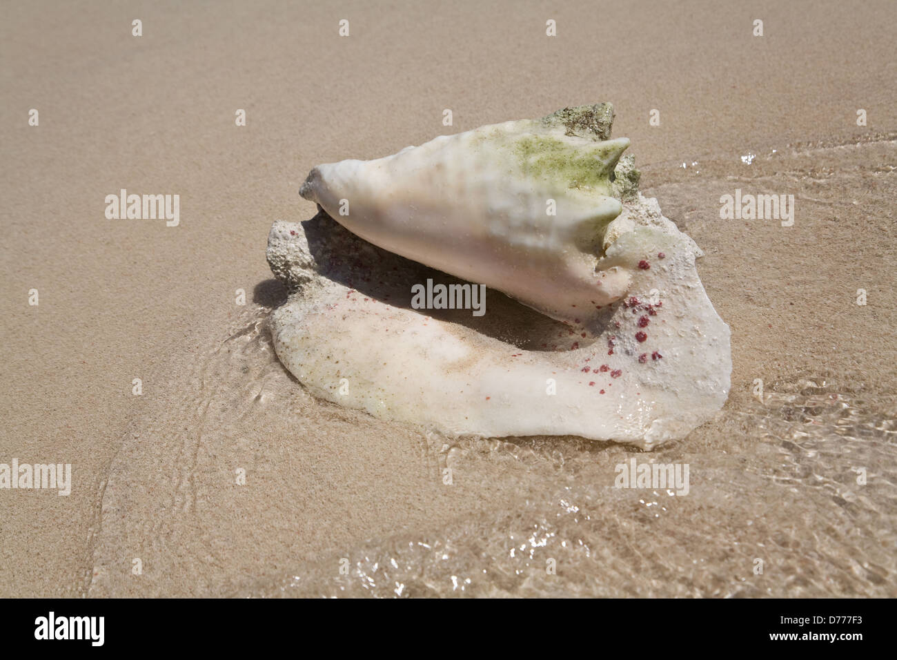 Large Conch High Resolution Stock Photography and Images - Alamy