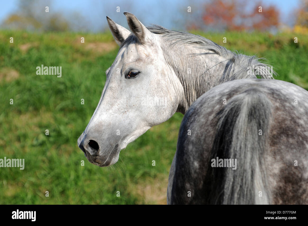 Hessian horse portrait Stock Photo - Alamy