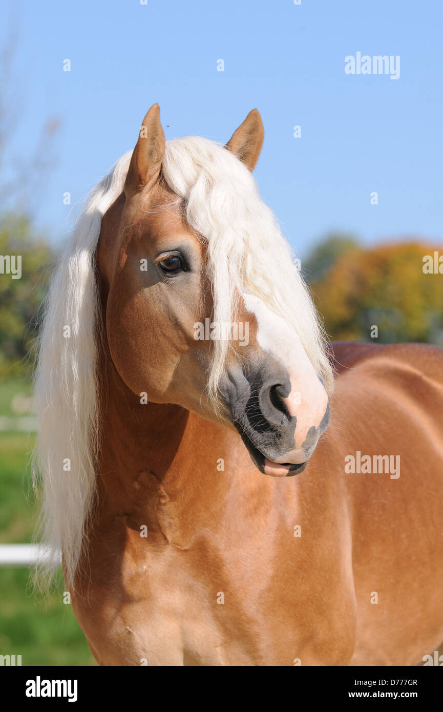 haflinger stallion portrait Stock Photo - Alamy