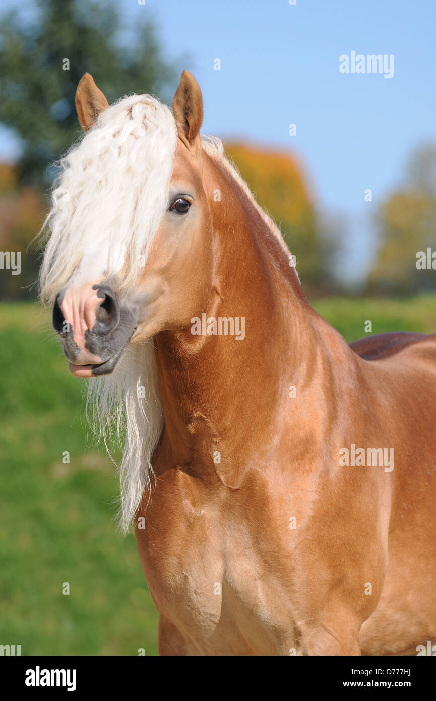 haflinger stallion portrait Stock Photo - Alamy