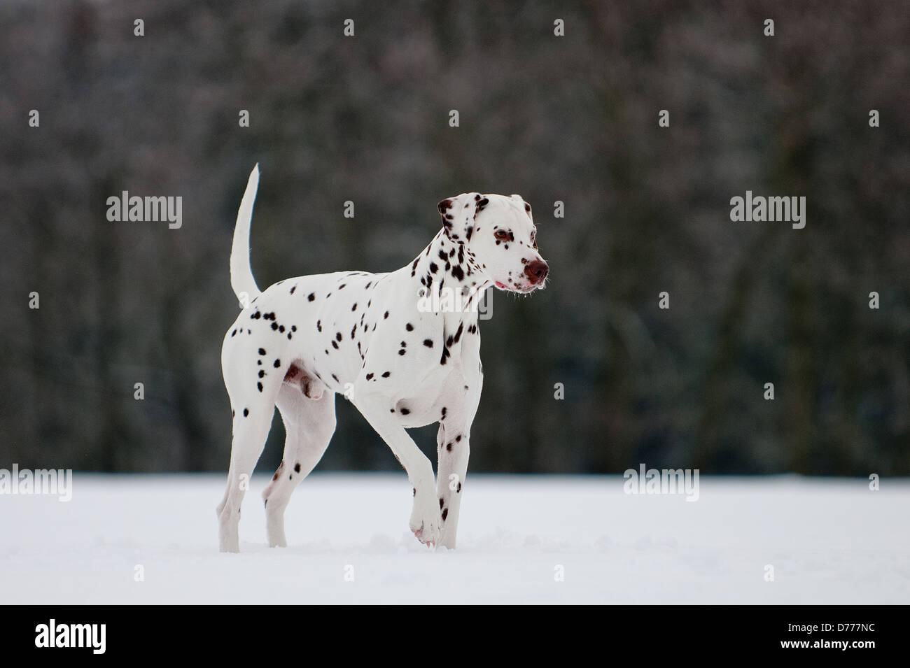 Brown spotted dalmatian hi-res stock photography and images - Alamy