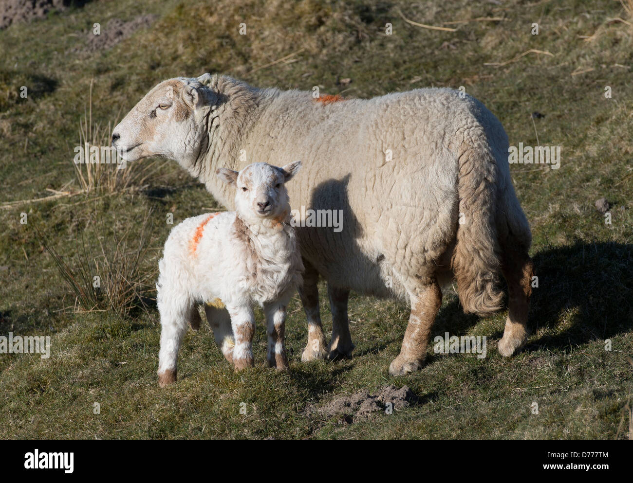 Welsh Spring Lamb April 2013 Stock Photo - Alamy