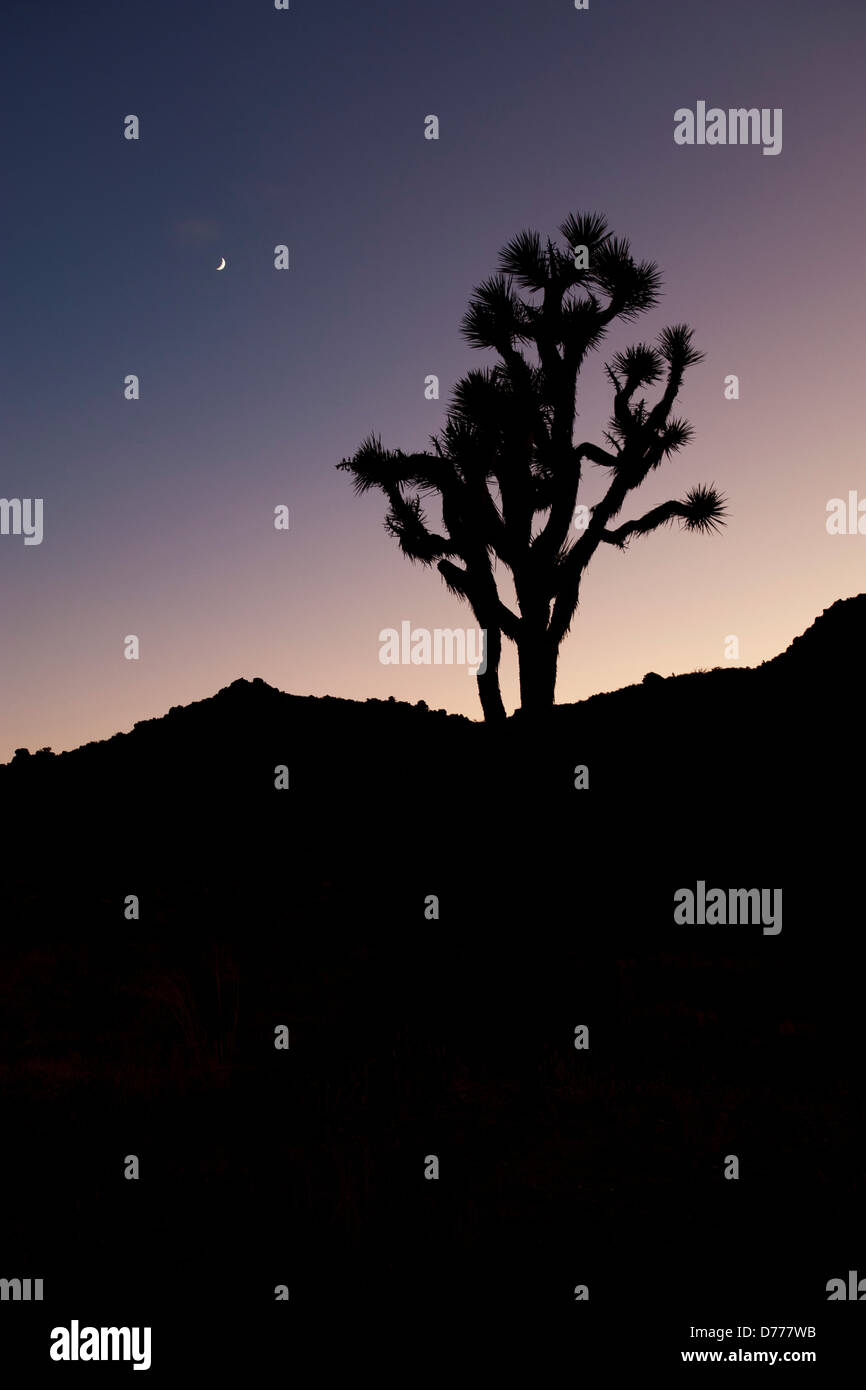 Moon solitary tree hi-res stock photography and images - Alamy