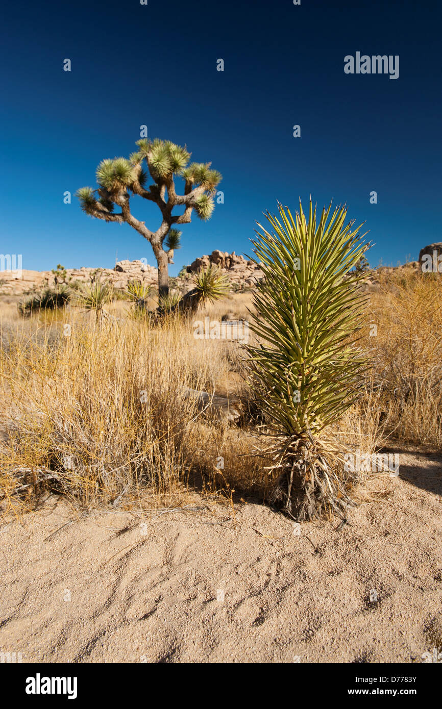 Joshua tree yucca brevifolia young hi-res stock photography and images ...