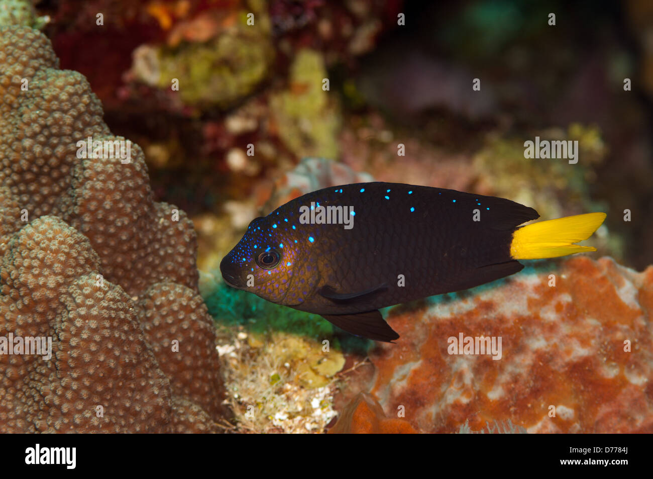 The bright blue spots on this Yellowtail Damselfish indicates the fish ...