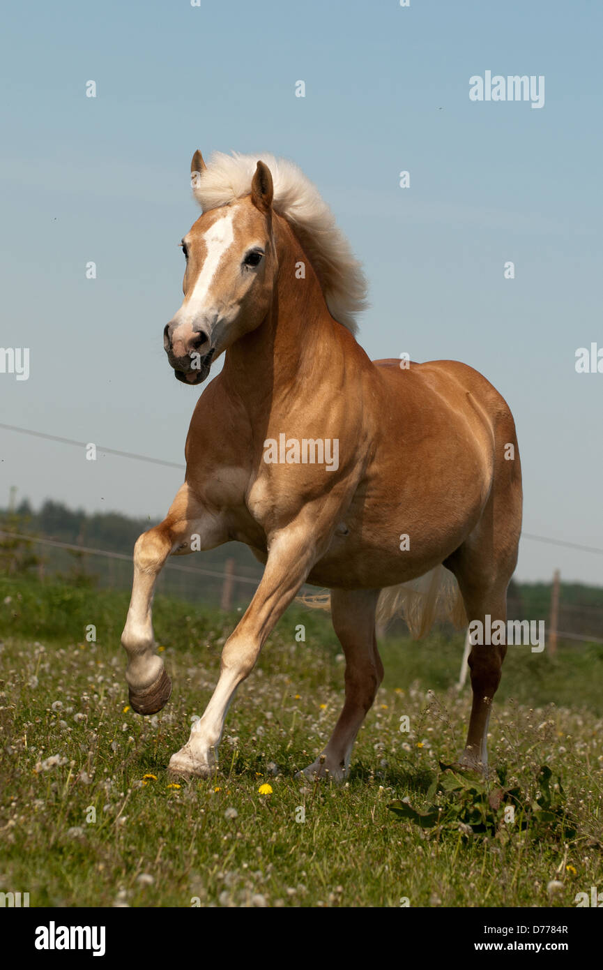 galloping Haflinger horse Stock Photo - Alamy