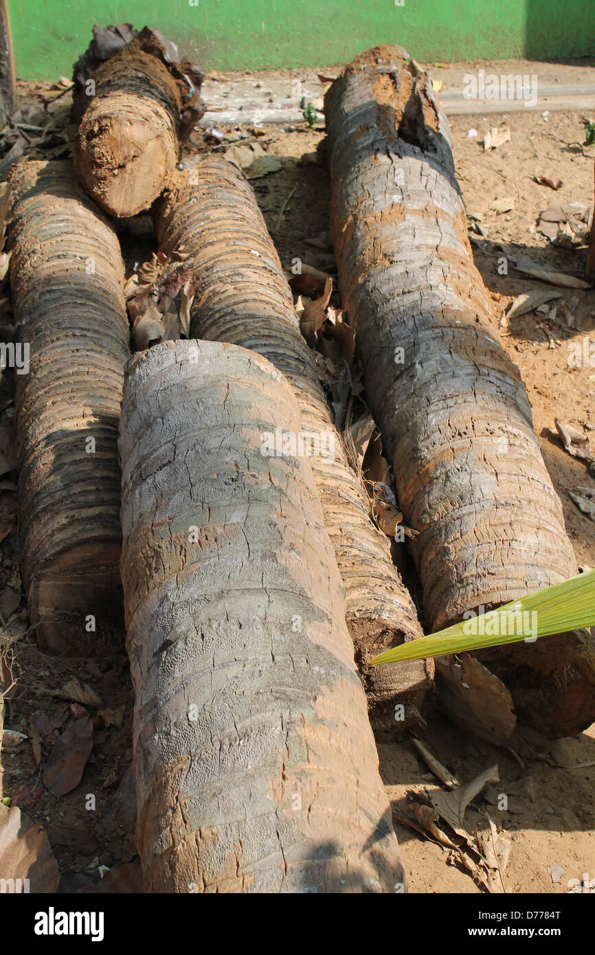 Logs of coconut trunk Stock Photo - Alamy