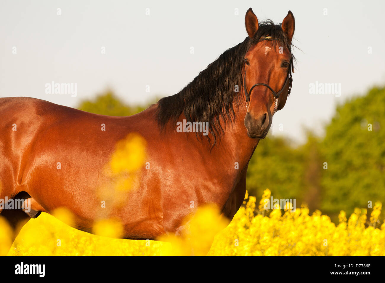 Pura Raza Espanola Portrait Stock Photo - Alamy
