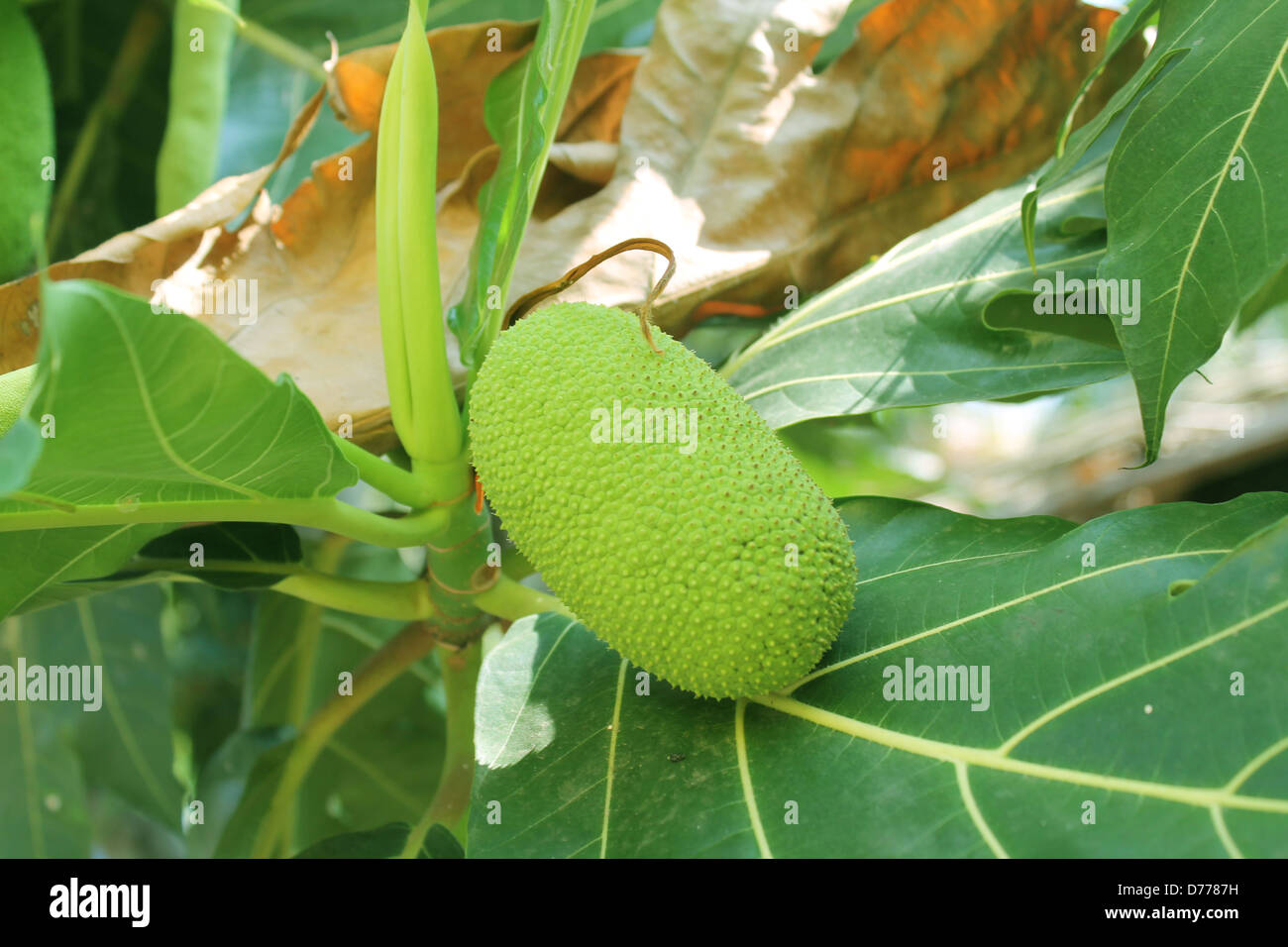 Breadfruit Bread Fruit High Resolution Stock Photography and Images - Alamy
