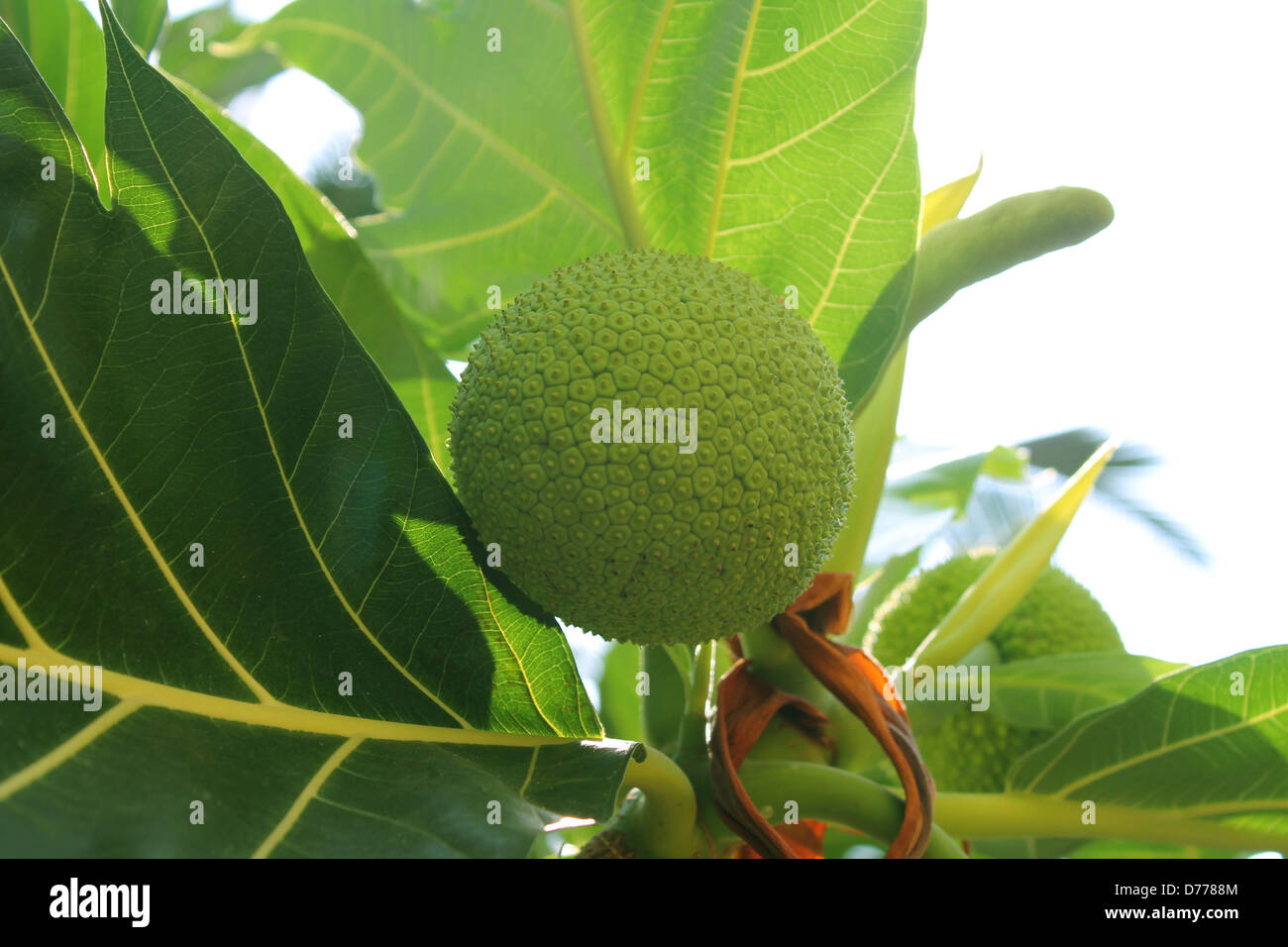 Breadfruit bread fruit hi-res stock photography and images - Alamy