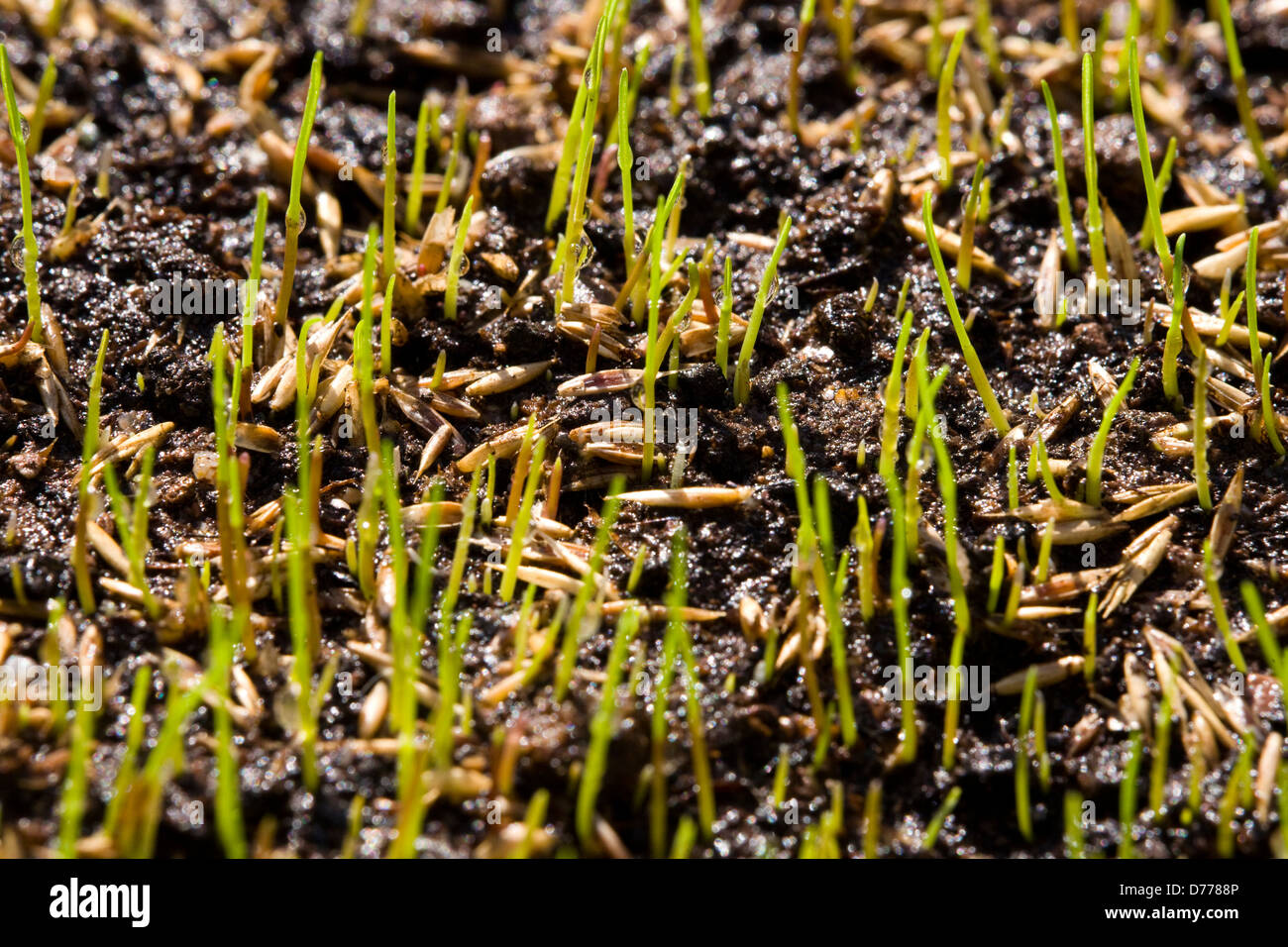 Germination of grass seeds germinating after being sown on top soil ...