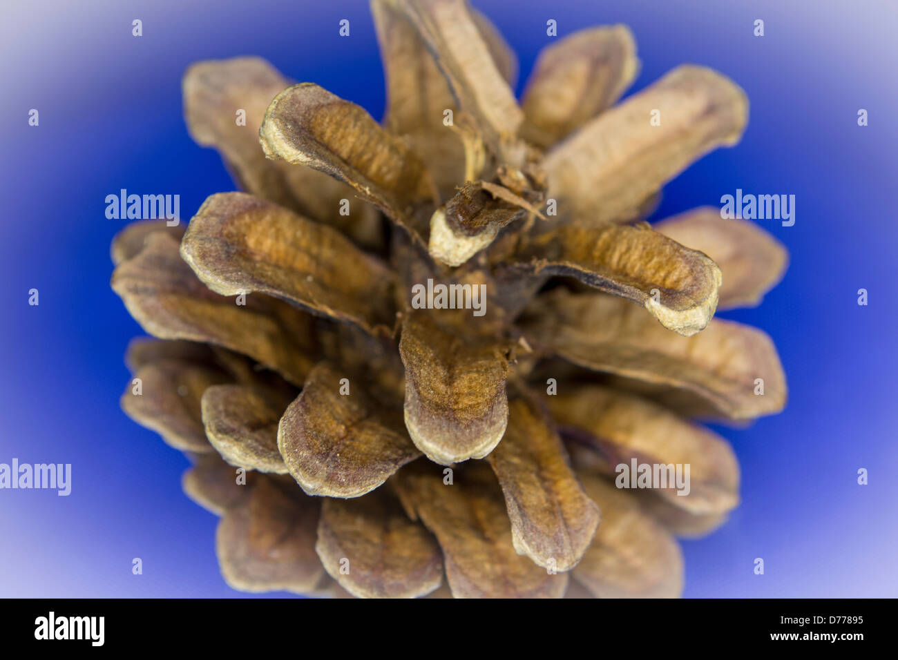 Detailed seed hi-res stock photography and images - Alamy