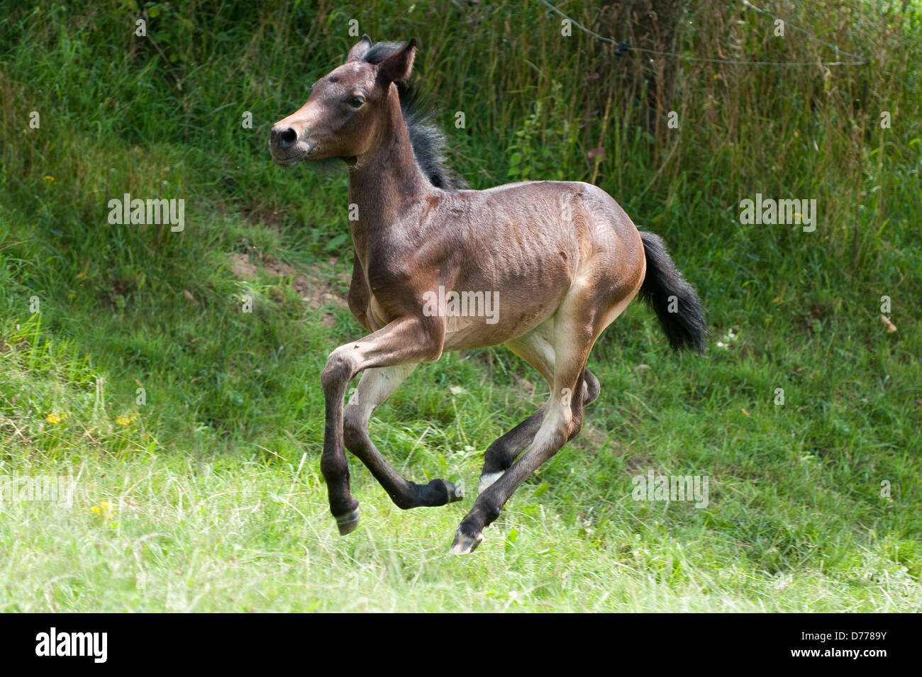 Pony horse foal gallop hi-res stock photography and images - Alamy