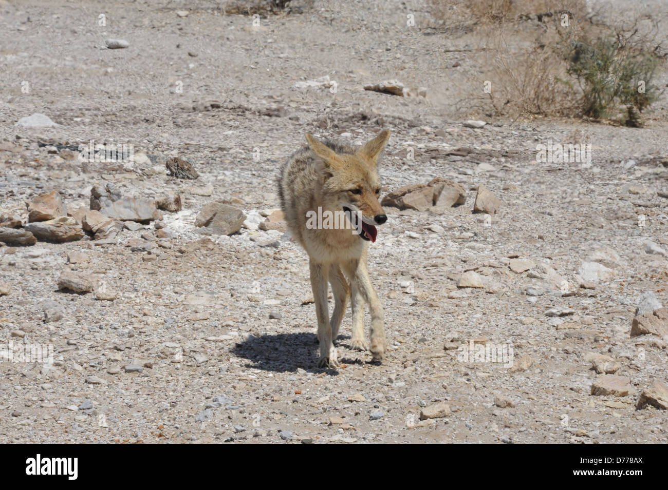 A wild Coyote Stock Photo - Alamy