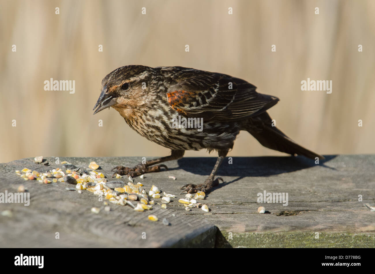 An immature male red-winged blackbird walks over to some feed on a ...