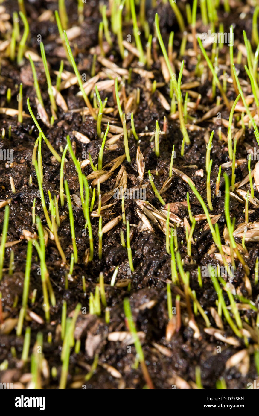 Germination of grass seeds germinating after being sown on top soil ...