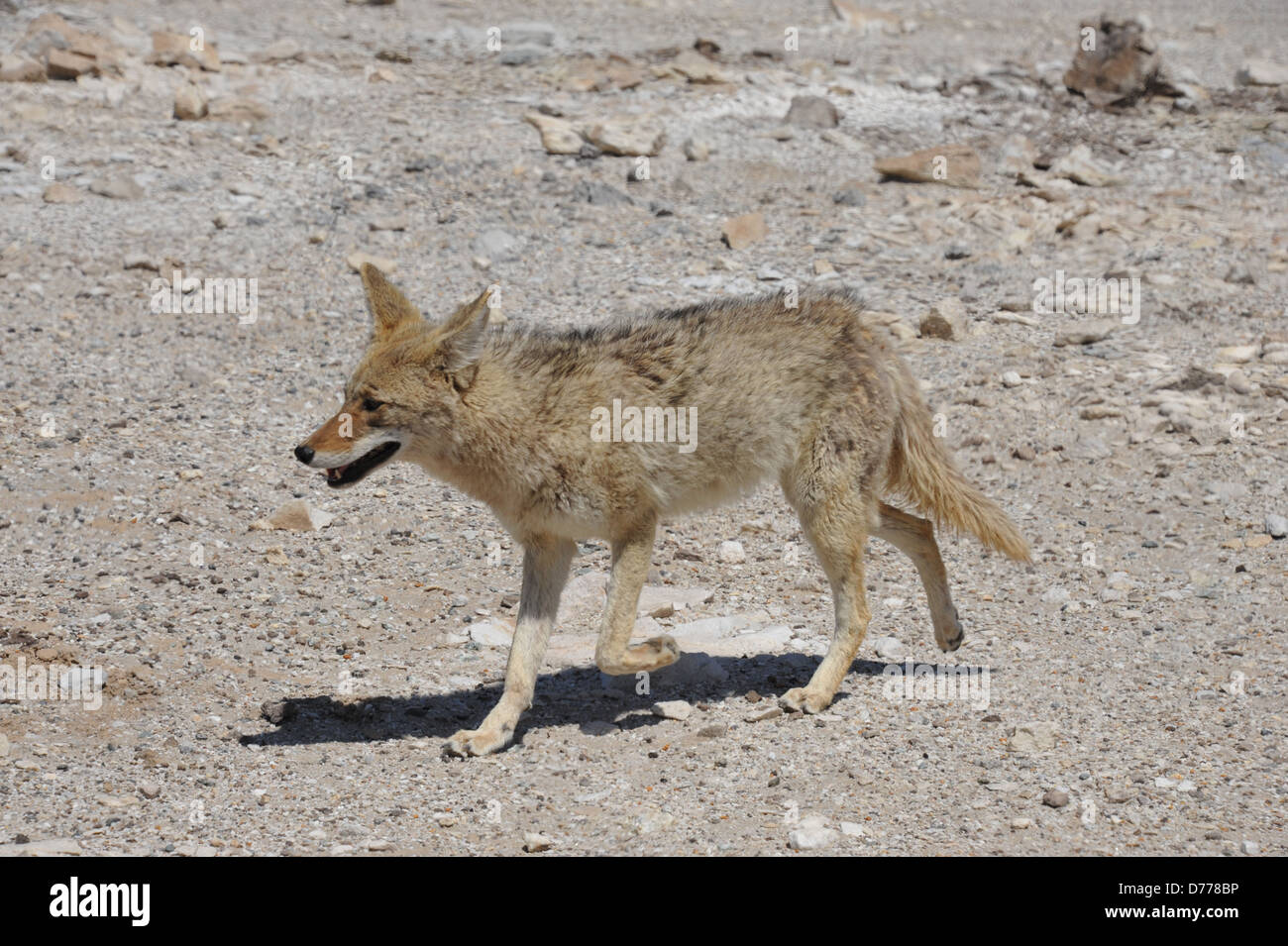 A wild Coyote Stock Photo - Alamy