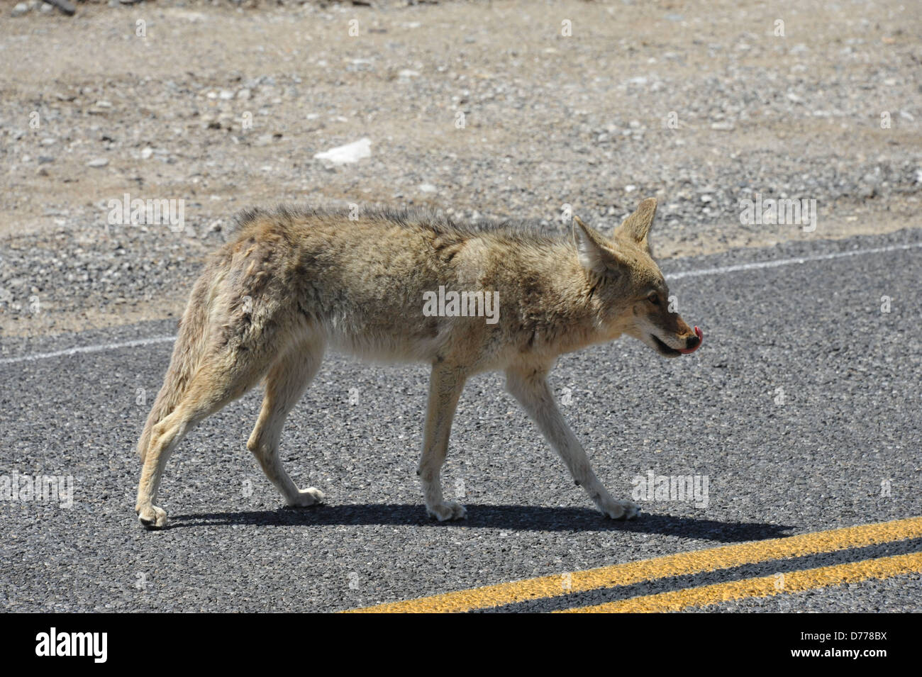 A wild Coyote Stock Photo - Alamy