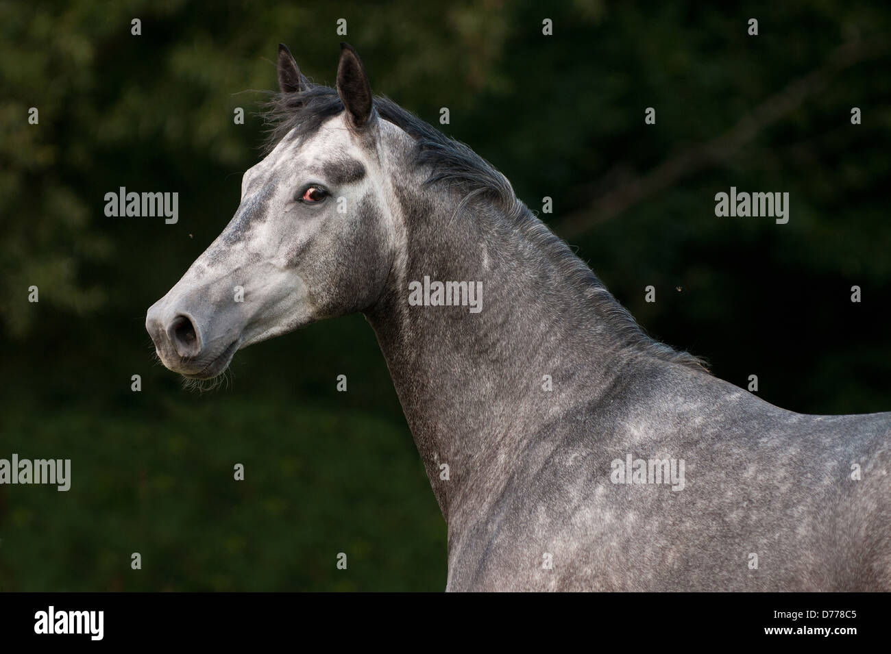 Hanoverian horse portrait Stock Photo - Alamy